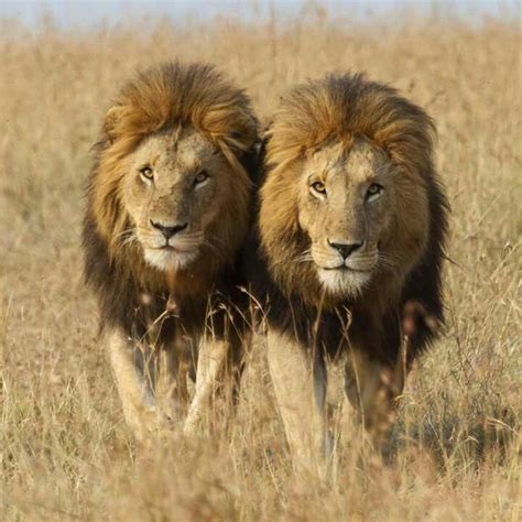 Ron And Notch 2masai Mara Lion Love Lions Photos Lion Pictures