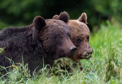 Beren En Wolven In De Lente