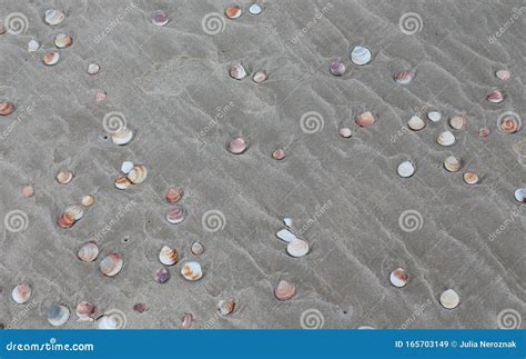 Lots Of Beautiful Small Shells On The Sandy Beach Stock Image Image Of Seascape Holiday