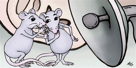 Did You Hear A Mouse Peep Probably Not But A Region Based Convolutional… Matlab For Neuroscience