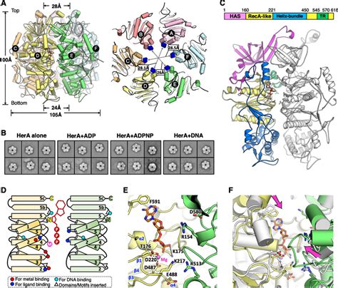 Analysis Of The Folding Hexamerization And Ligand Binding Of Drhera