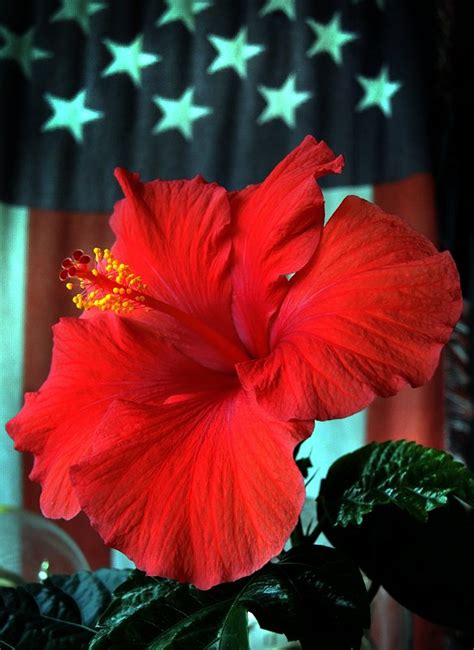 Flower And Flag Photos By Gigli