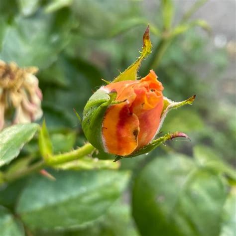 Beetrose Bernstein Rose Rosa Bernstein Rose