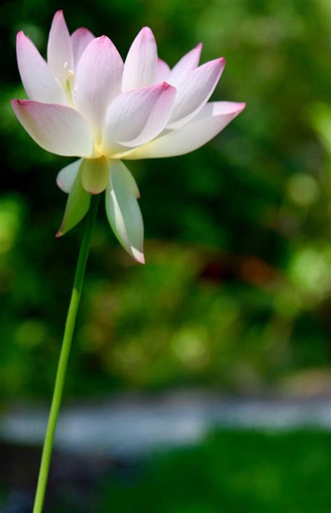 Teratai Bunga Tanaman Merah Foto Gratis Di Pixabay Pixabay