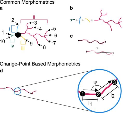Seven Metrics Were Used To Characterize Neurite Morphogenesis Among