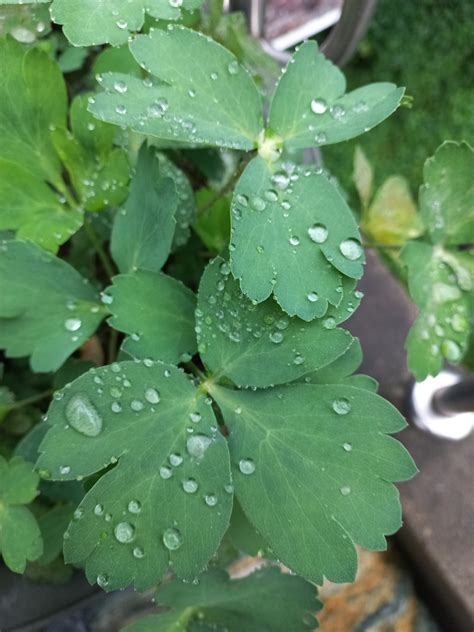 오늘의 날씨 ‾‾‾‾‾ 수요일인 24일은 더위가 한풀 꺾인 가운 데 전국이 대체로 흐리겠습니다 절기상 더위가 가신다는 처서處暑가 해병대309기총동기회 Band