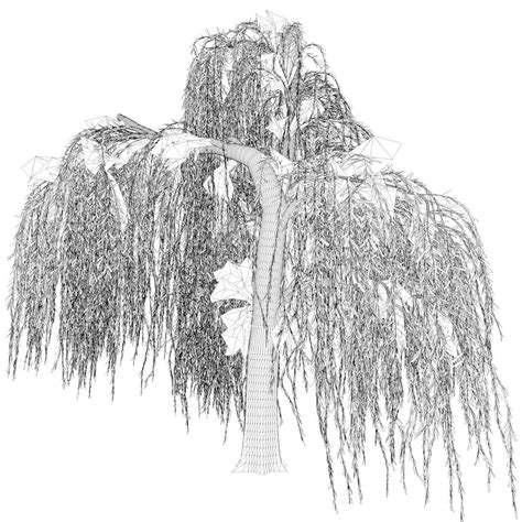 Weeping Willow Tree Pencil Drawings