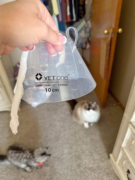 Looking For Cat Reward Miscellaneous Omaha Nebraska Facebook