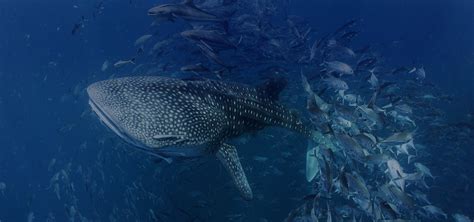 Into The Deep Help Decode Ocean Mysteries From Your Laptop Iocaribe