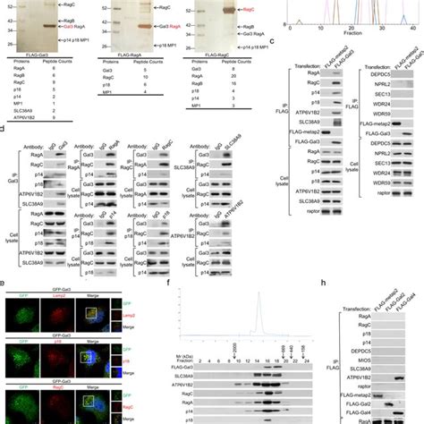 Galectin 3 Interacts With The Components Of The Mtorc1 Signaling Download Scientific Diagram