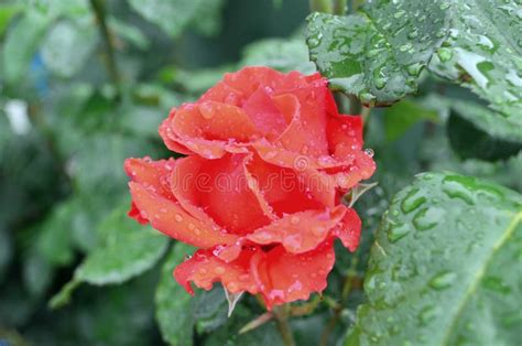 Beautiful Small Red Rose After Rain Stock Image Image Of Blossom