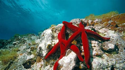 Bing Hd Wallpaper April 13 2023 日光下的星星 Bing Wallpaper Gallery