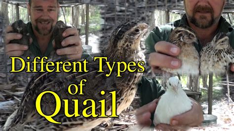 Different Breeds Types Of Coturnix Japanese Quail Youtube