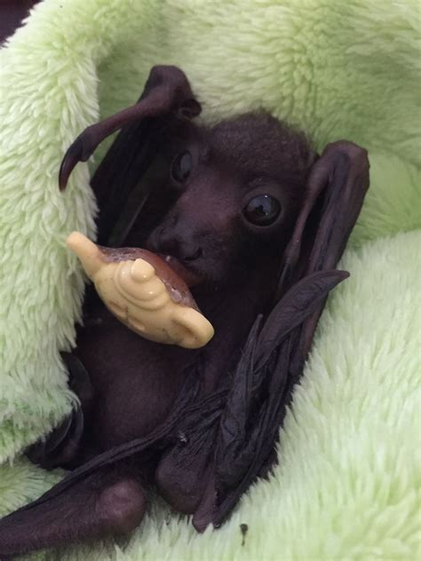 A Bat Rescue Organization Posted These 40 Pics Of Bats Being Cute To