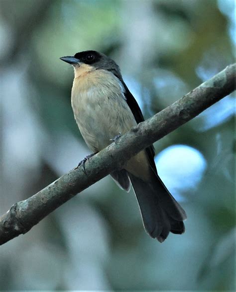 Black Goggled Tanager Trichothraupis Melanops Santa Teresa Melo