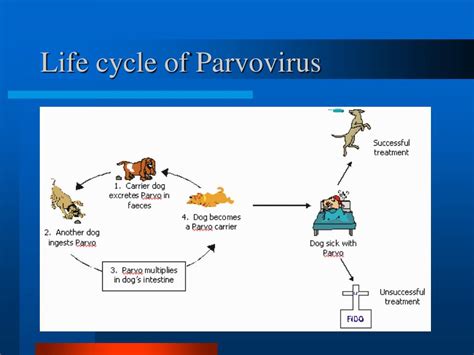 Ppt Canine Parvovirus Powerpoint Presentation Free Download Id272742