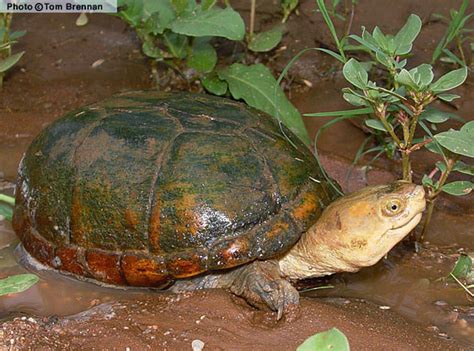 The Reptiles And Amphibians Of Arizona