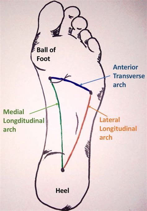 The Arches Of The Foot Longitudinal Transverse Teachmeanatomy
