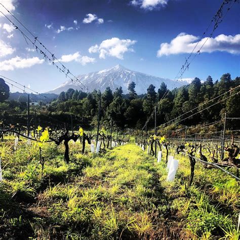 Borja Perez Ungrafted Selections