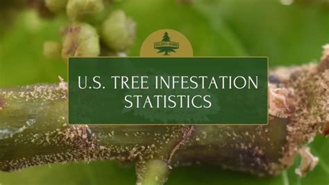U S Tree Infestation Statistics