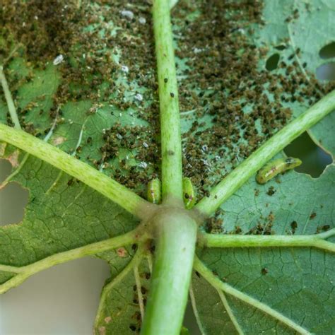 5 Common Types Of Tomato Worms Herbvity