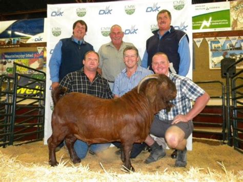 Phocathumblduurste Kalahari Red Ram Verkoop Vir R130 000 Aan Anton