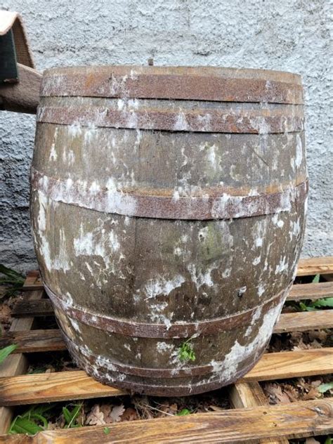 Star Sod Višina 75 Cm