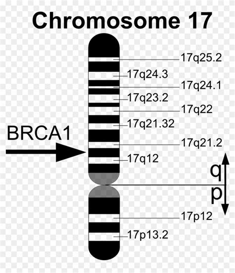 Brca1 En Brca 1 Gene Clipart 2075470 Pikpng