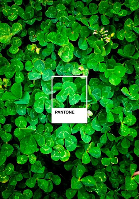 Pantone Lucky Clover Leaf Pantone Graphic Design