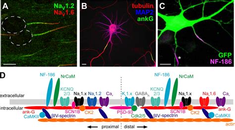 Short And Long Term Plasticity At The Axon Initial Segment Journal Of Neuroscience