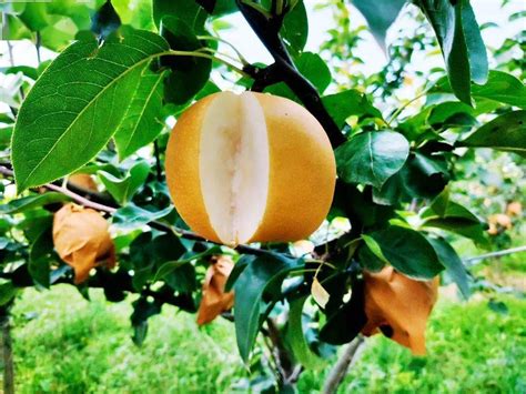 秋月梨价格飞涨，丰水梨以假乱真？二者的区别是什么？千万别被踩坑！口感