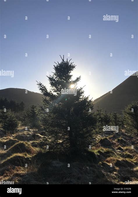 Tree Blocking Out The Morning Sun Stock Photo Alamy