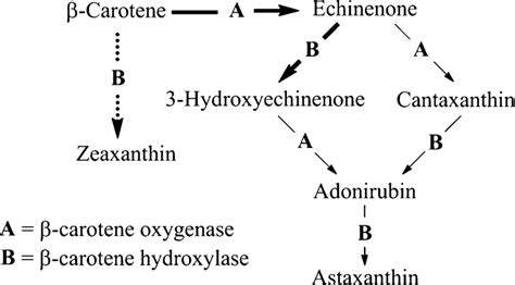 Proposed Routes Of Zeaxanthin And Astaxanthin Biosynthesis In H