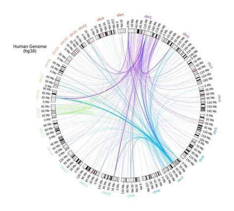 Visualizing Data With Pycirclize A Guide To Circular Plots Geeksforgeeks