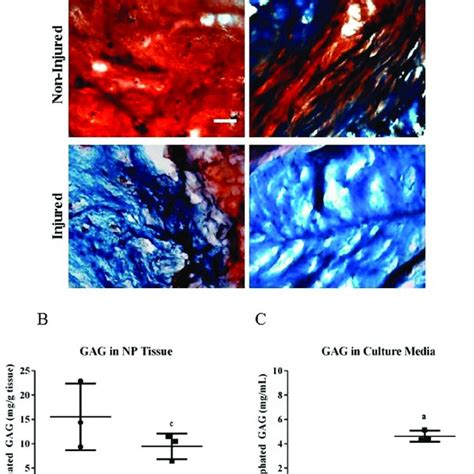 Proteoglycan Content Within And Released By Injured And Non Injured