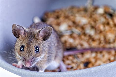 Hamster Vs Mouse Differences Explained Vet Verified Info With