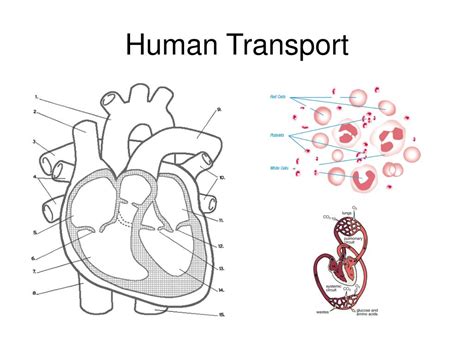 Ppt Human Transport Powerpoint Presentation Free Download Id6836109