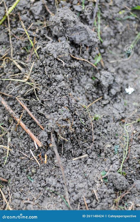 Shallow Depth Of Field Selective Focus Details With Soil During A November Cold And Rainy Day