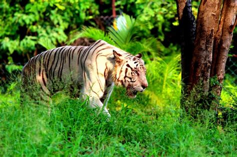 Premium Photo Tiger On Grassy Field