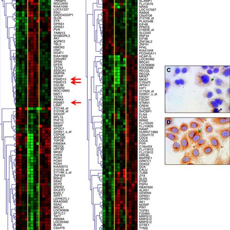 discriminating transcripts a hierarchical clustering of all three