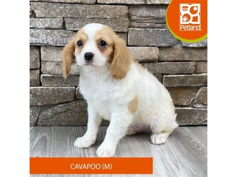 Cavapoo Puppies Breed Info Petland Austin Landing Miamisburg Oh