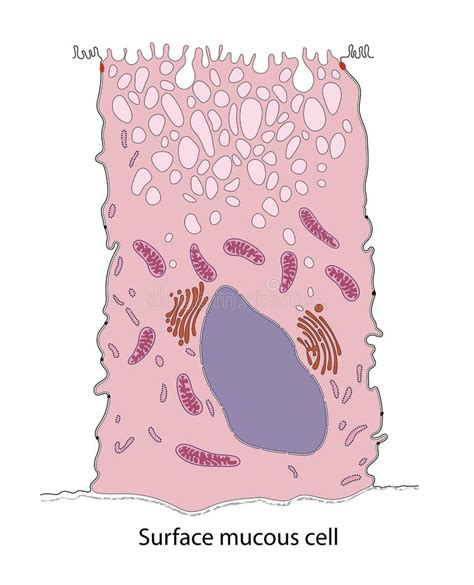 Cell Wall Structure Types Stock Illustrations 48 Cell Wall Structure