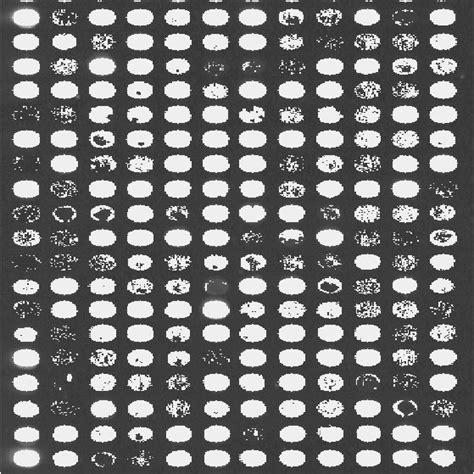 A Combined Image Of The First Replicated Pair Of Microarray Images