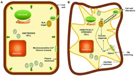 5 Diagrammatic Representation Of Cell Wall Cw And Associated Proteins