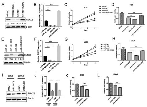 Runx2 Is Involved In Mir 150 Induced Os Cell Proliferation Suppression