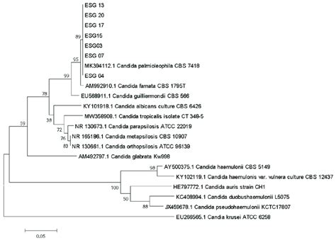Phylogenetic Relationships Among The Isolates Of The Clinical Sample