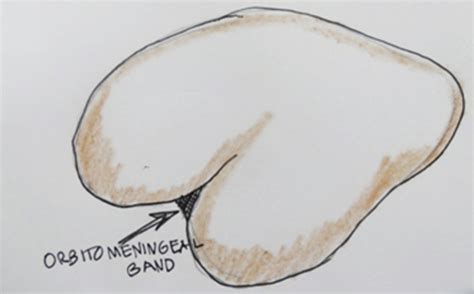 Anatomy And Physiology Of Cisternostomy Pmc
