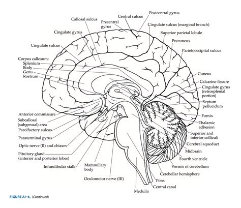 Surface Topography The Neurosurgical Atlas
