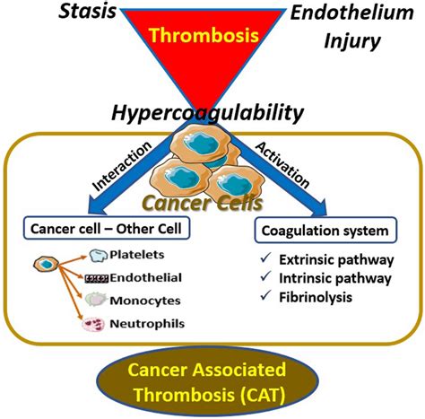 The Linkage Between The Development Of The Clinical Hypercoagulable