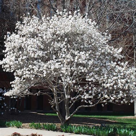 The Best Ornamental Trees To Grow In Pennsylvania